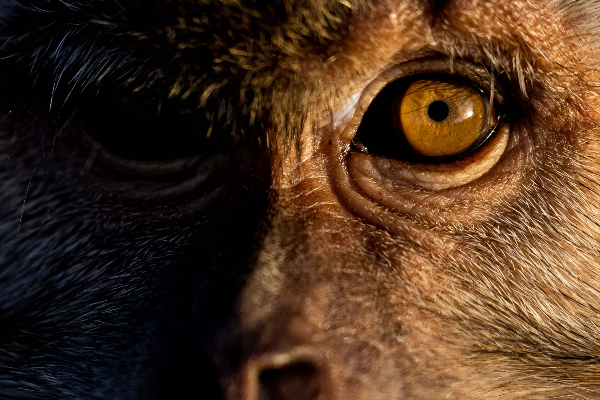 Michel d'Oultremont - Galeries - Photographie animalière